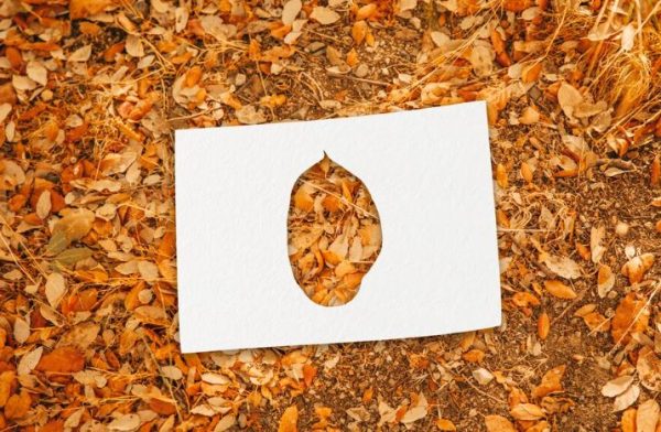 Complete Guide - Flue-Cured Virginia - FCV Tobacco - Marsons Group